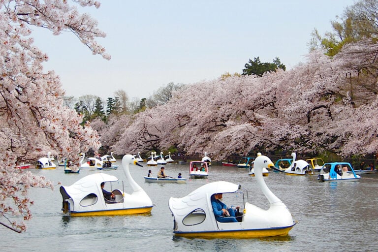 Cherry Blossom Festival Japan 2026: The Ultimate Sakura & Hanami Guide ...